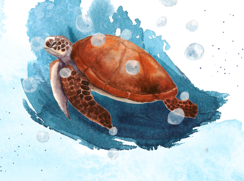 Sea Turtle Worksheets For Preschoolers